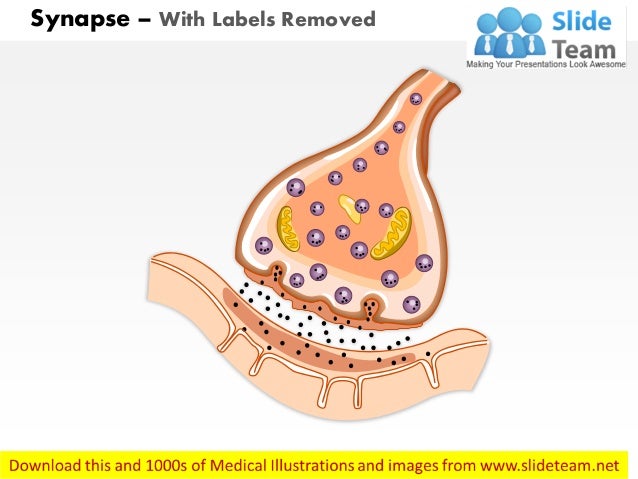 A synapse Medical Images For PowerPoint