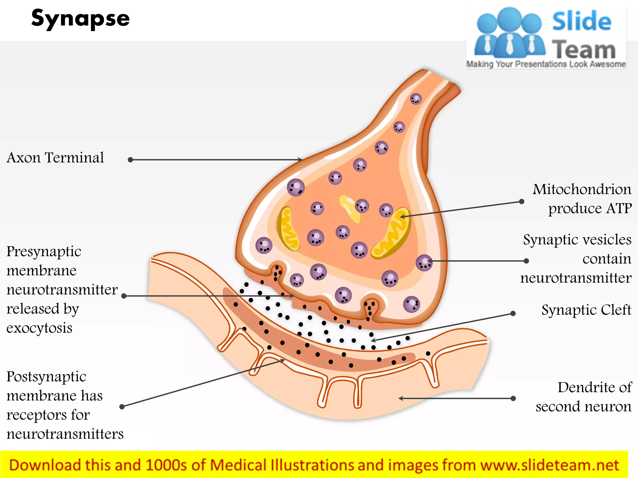 A synapse medical images for power point | PPT