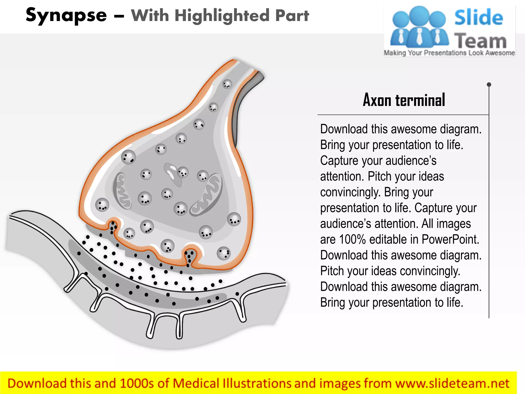 A synapse medical images for power point | PPT