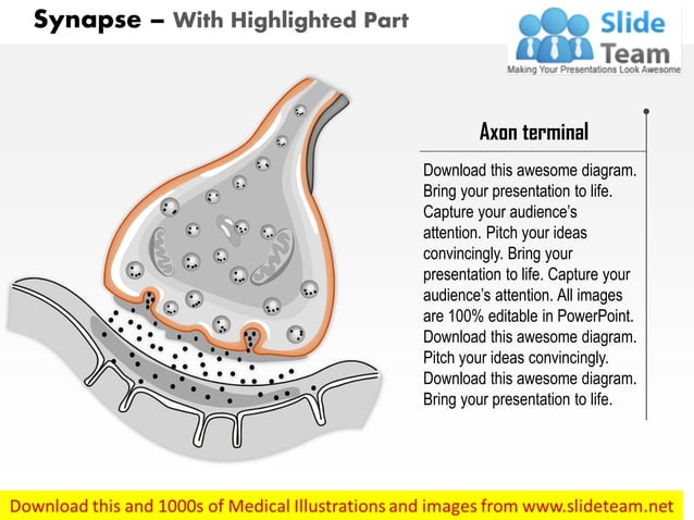 A synapse medical images for power point | PPT