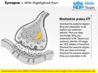 A synapse medical images for power point | PPT