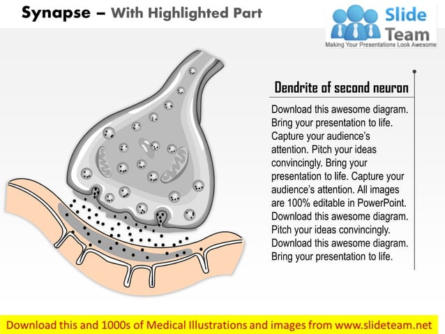 A synapse medical images for power point | PPT
