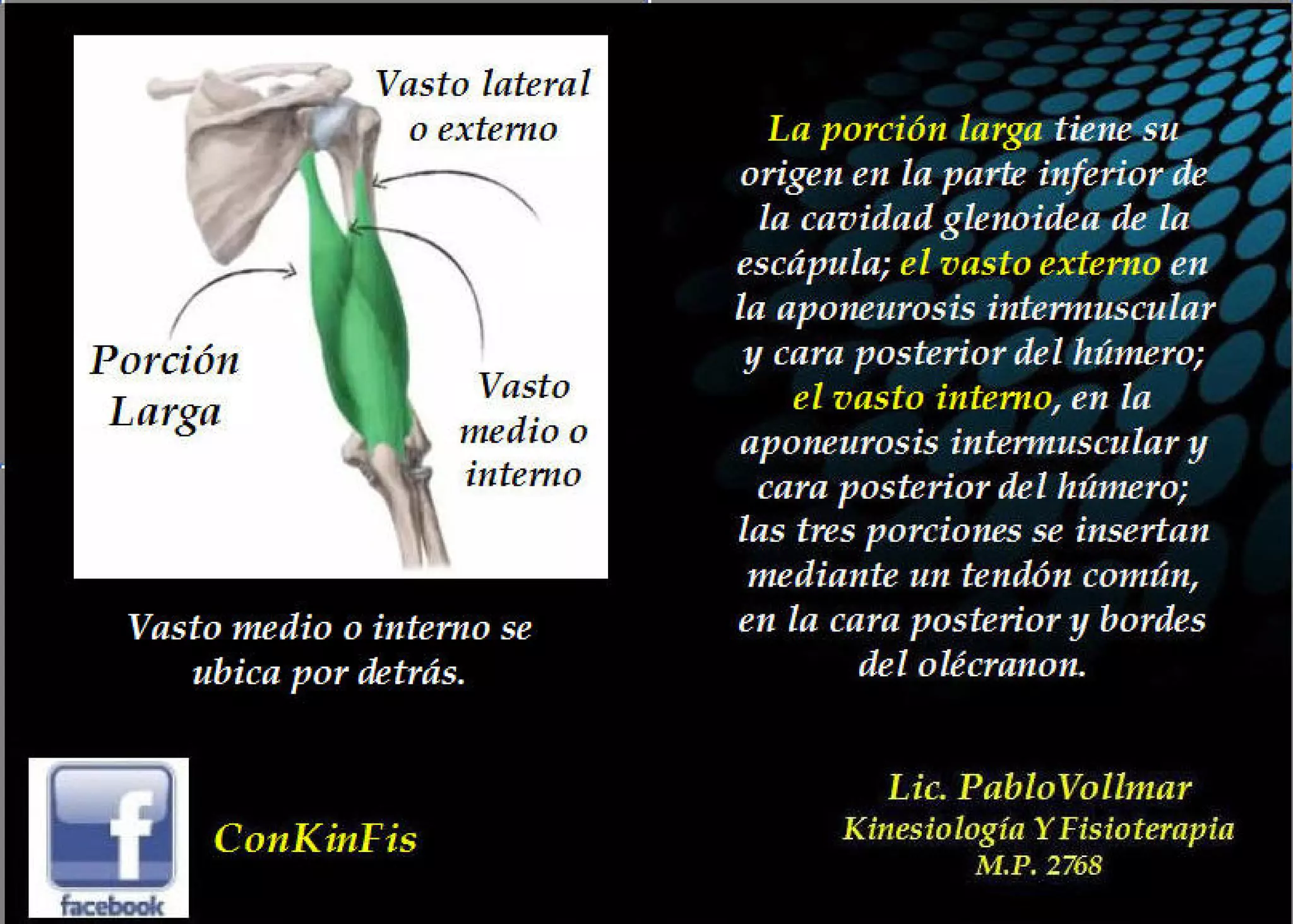 Anatomia - triceps braquial | PPT | Descarga Gratuita