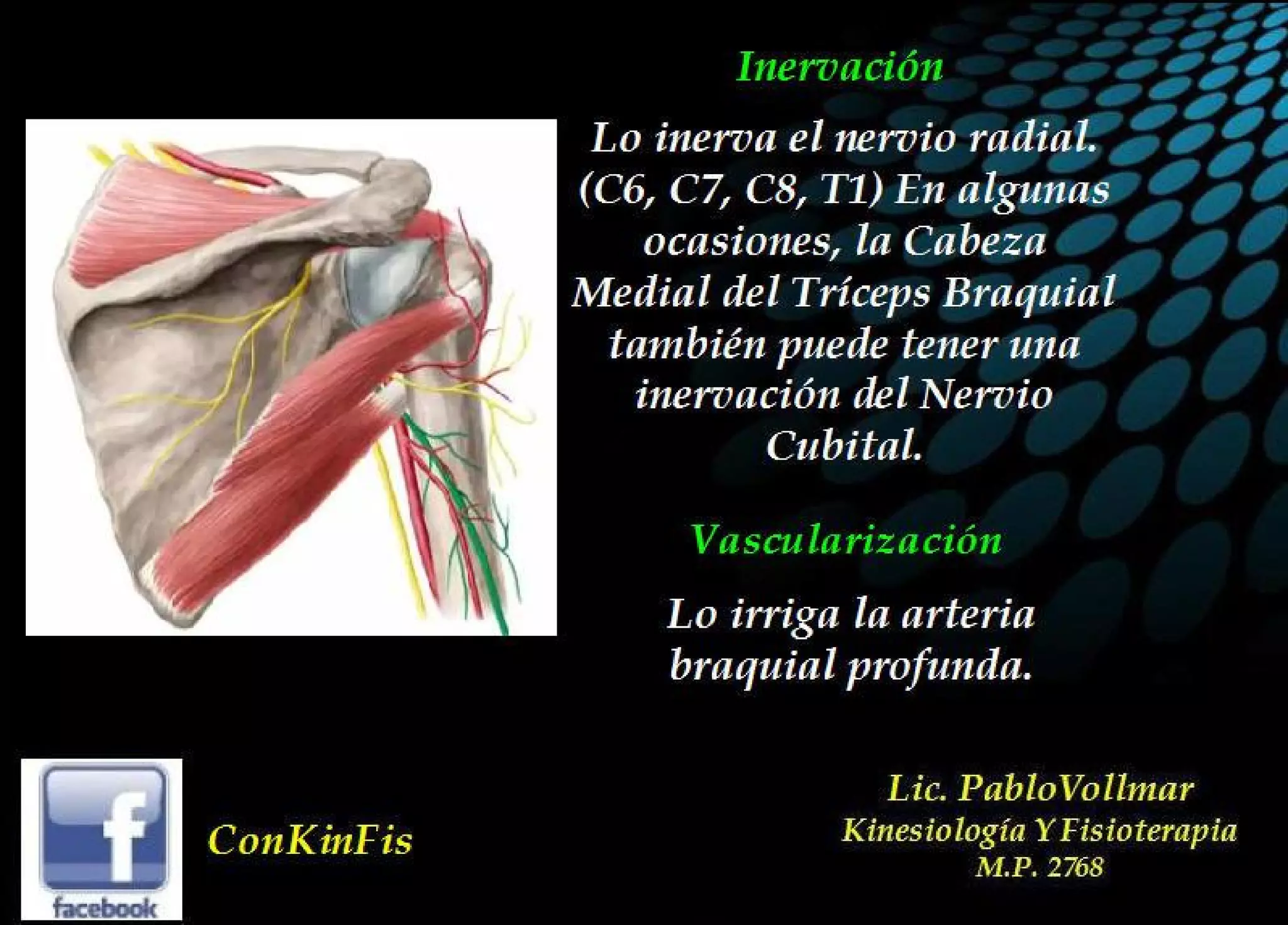 Anatomia - triceps braquial | PPT