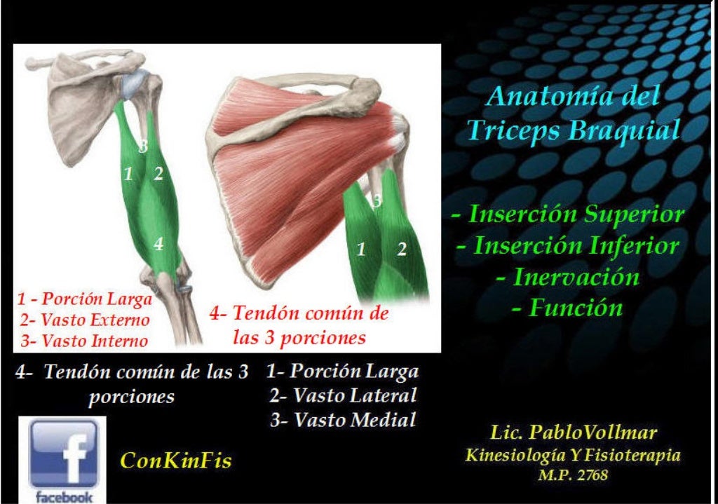 Anatomia - triceps braquial