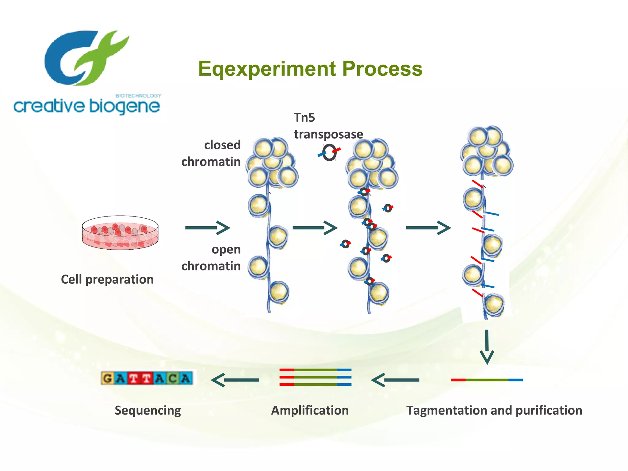 ATAC-seq protocol--Creative Biogene | PPT