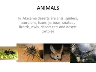 Atacama desert | PPT