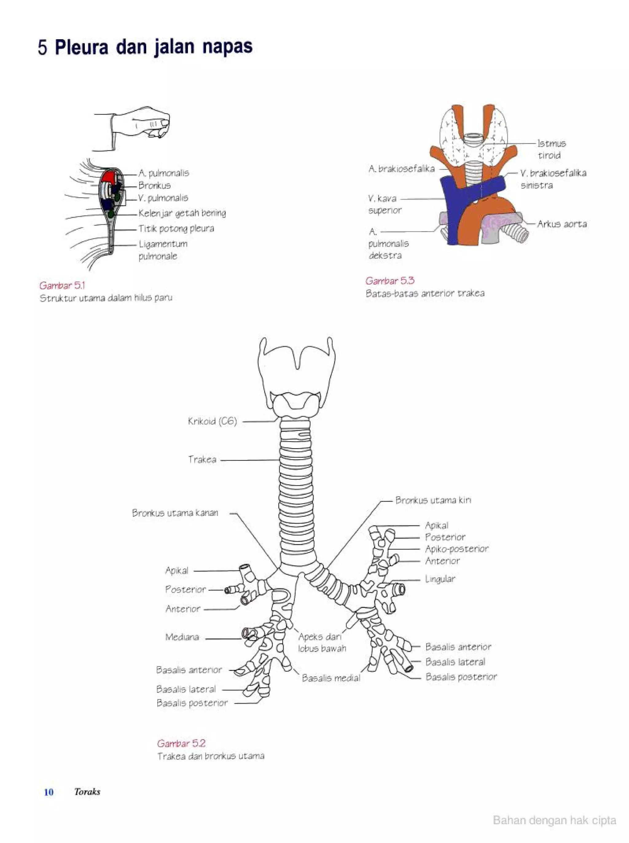 At a Glance Anatomi | PDF
