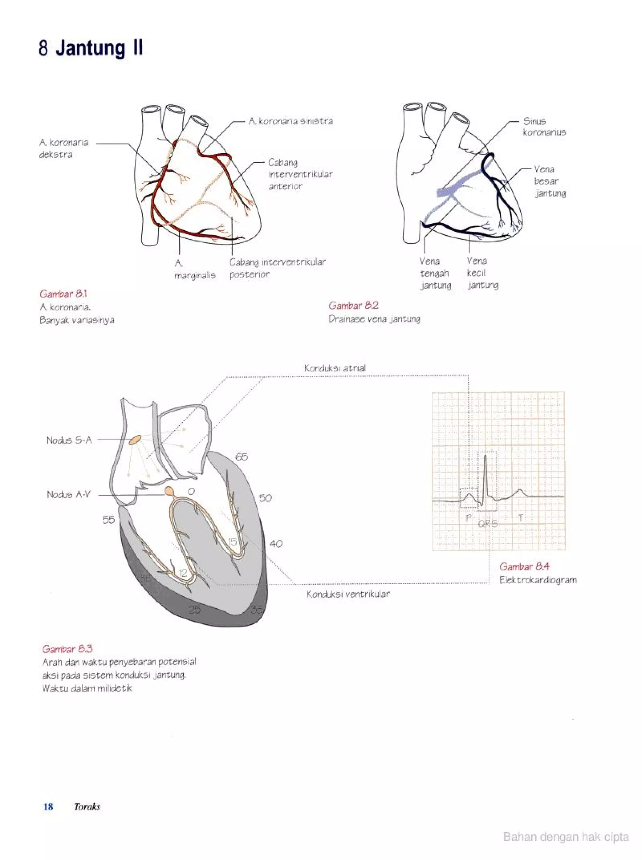 At a Glance Anatomi | PDF