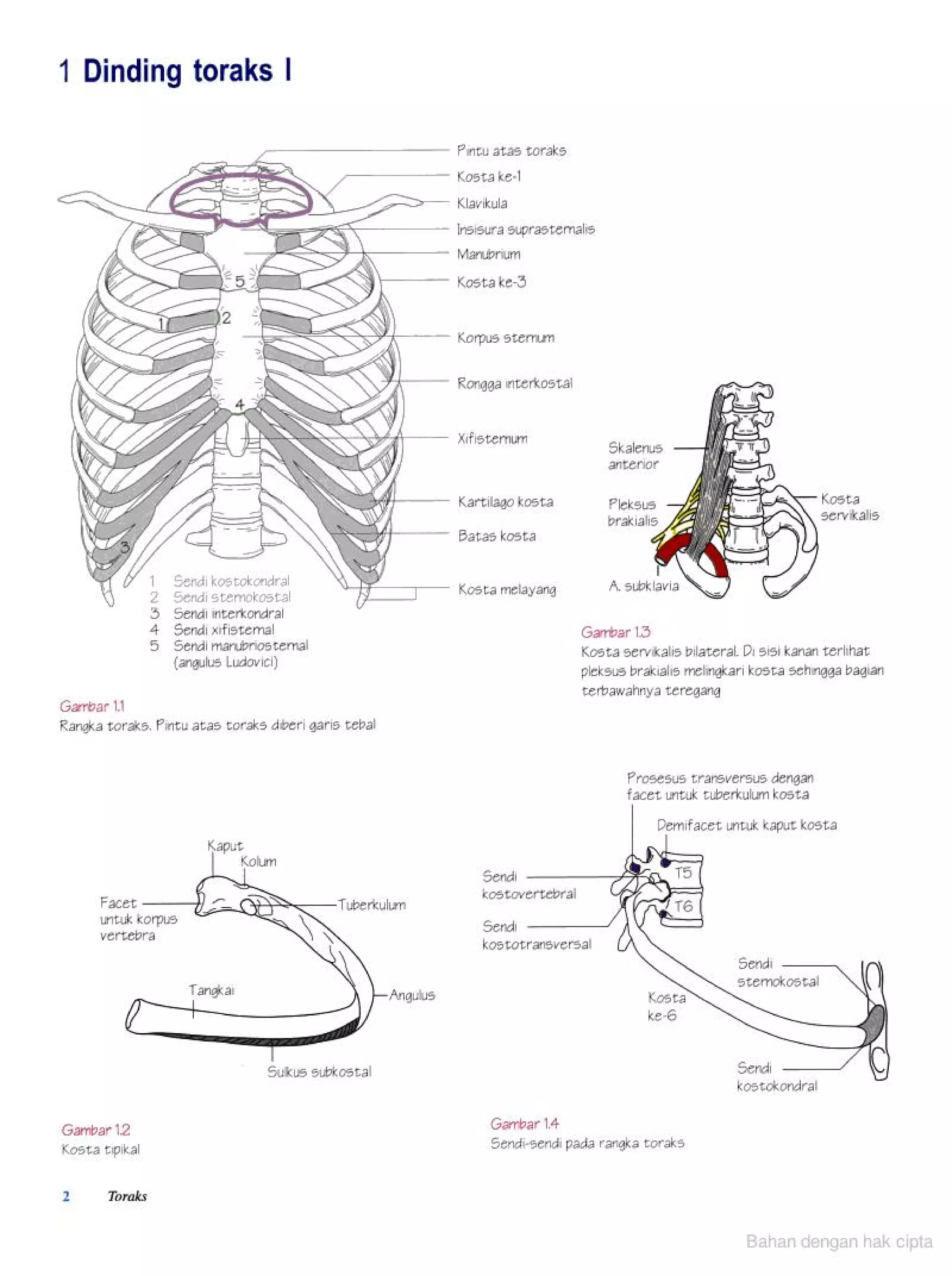 At a Glance Anatomi | PDF