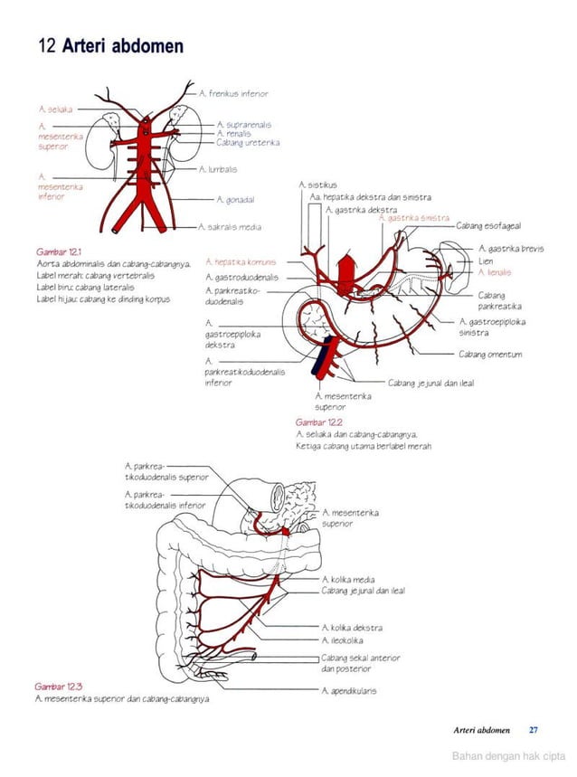 At a Glance Anatomi | PDF