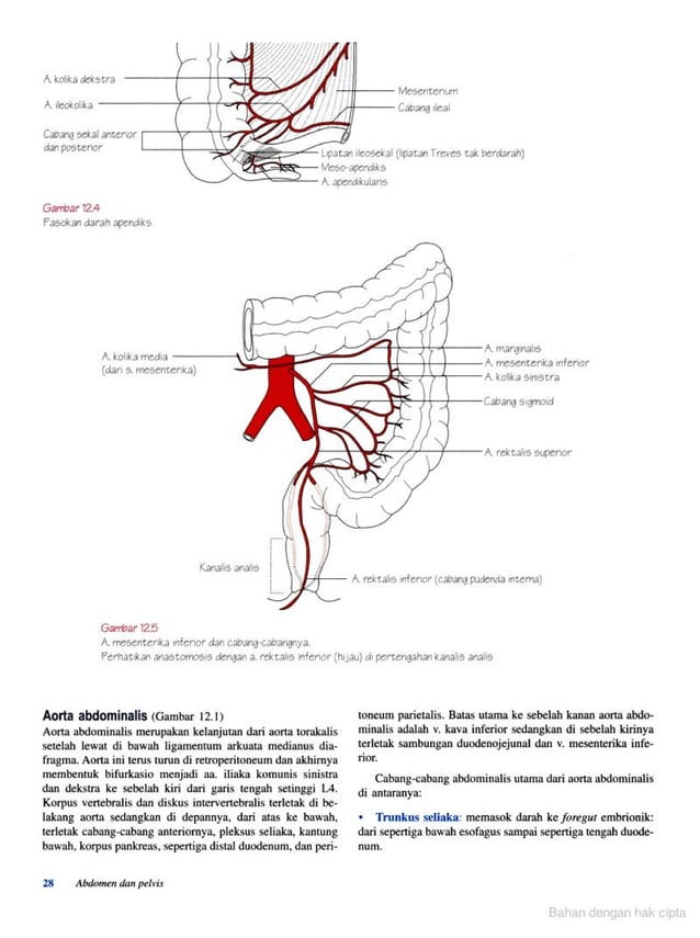 At a Glance Anatomi | PDF