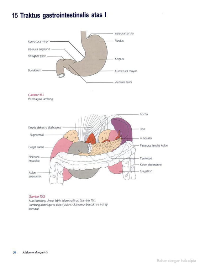 At a Glance Anatomi | PDF