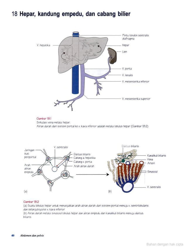 At a Glance Anatomi | PDF