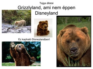 A tajgaerdő - 7. osztály (biológia) | PPT