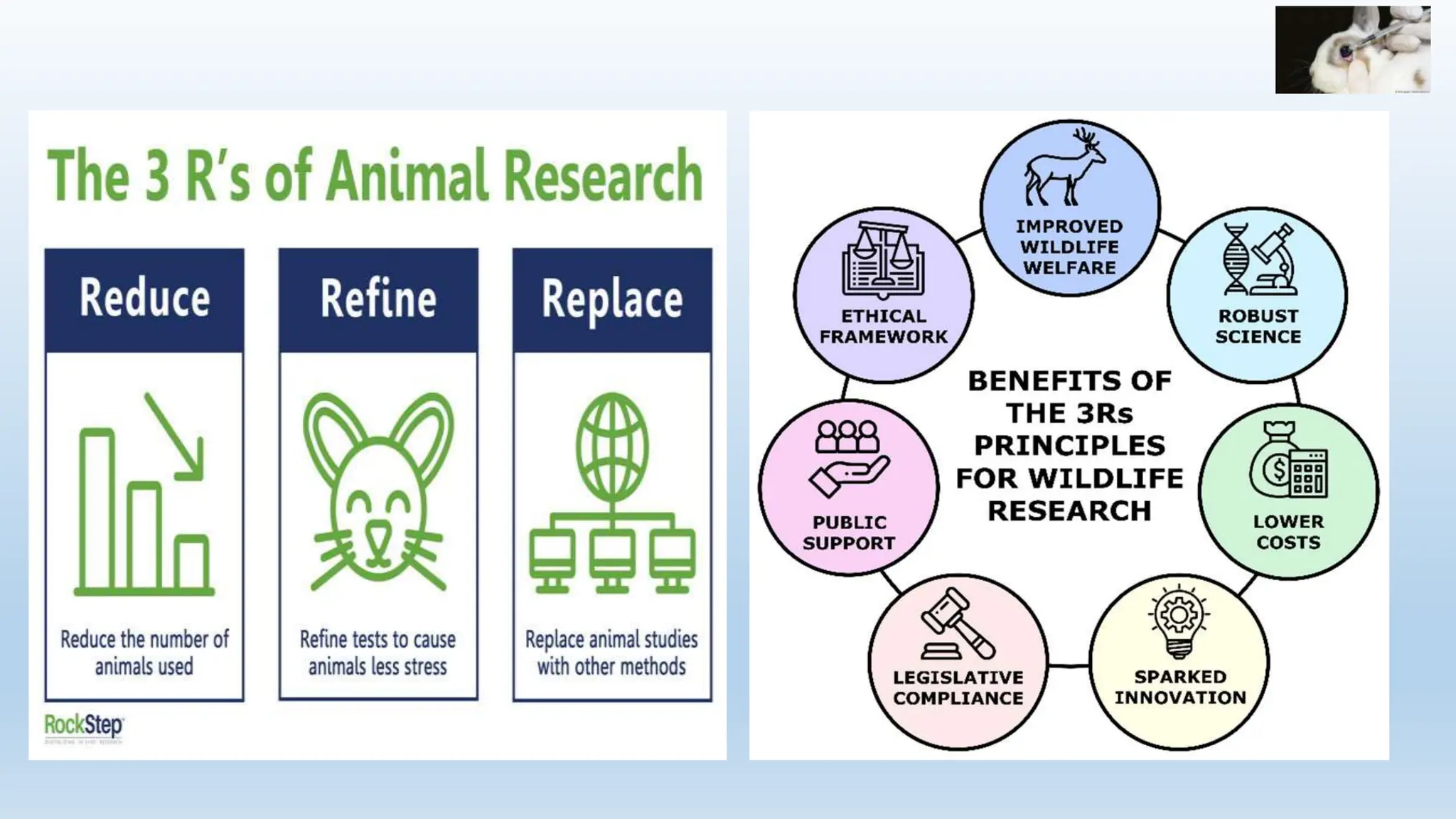 Alternatives to animal testing | PPTX