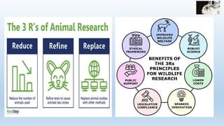 Alternatives to animal testing | PPTX