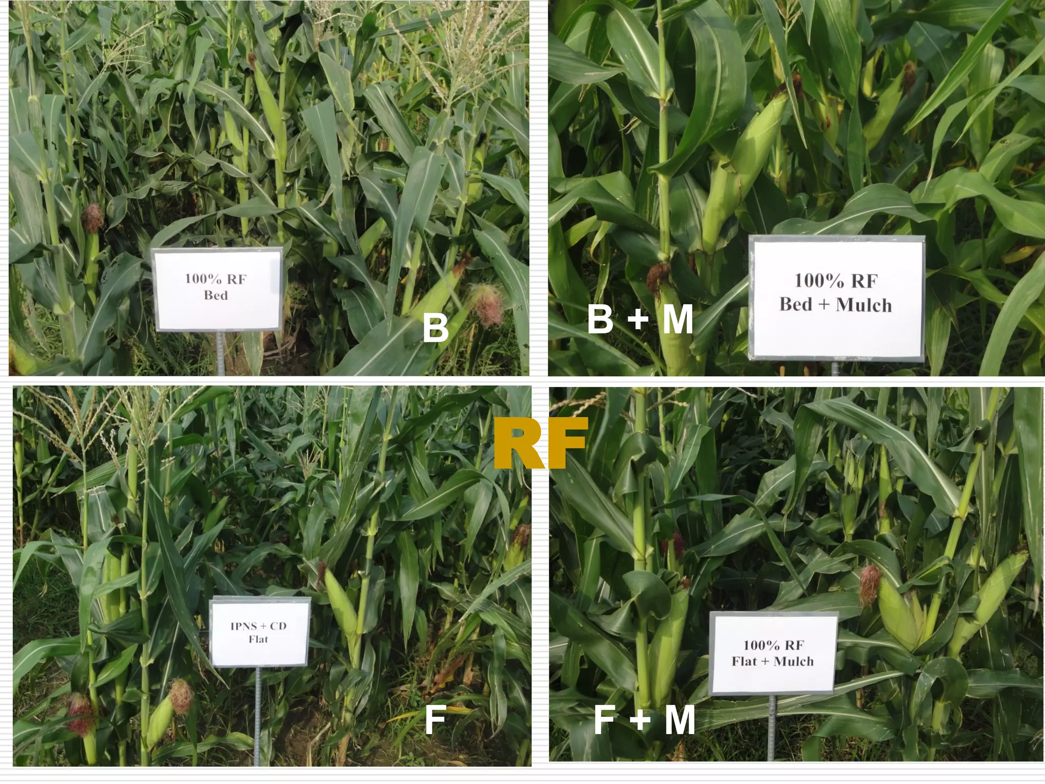 Conservation Practice and Fertilizer Management to Improve Productivity ...