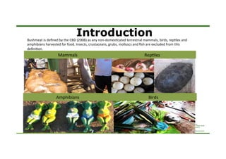 Bushmeat research in the past 3 decades: What has it changed for ...