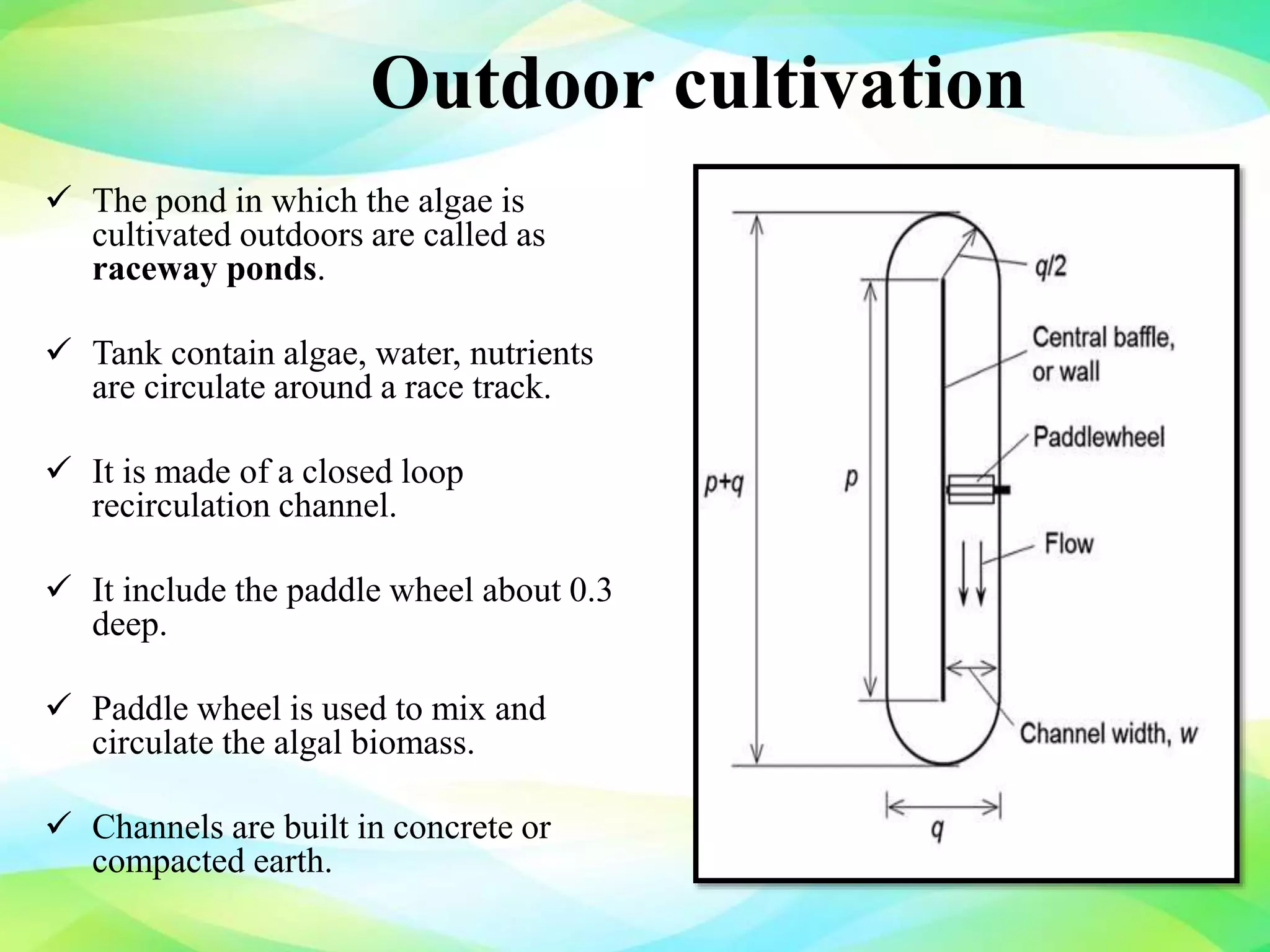 algal cultivation | PPTX