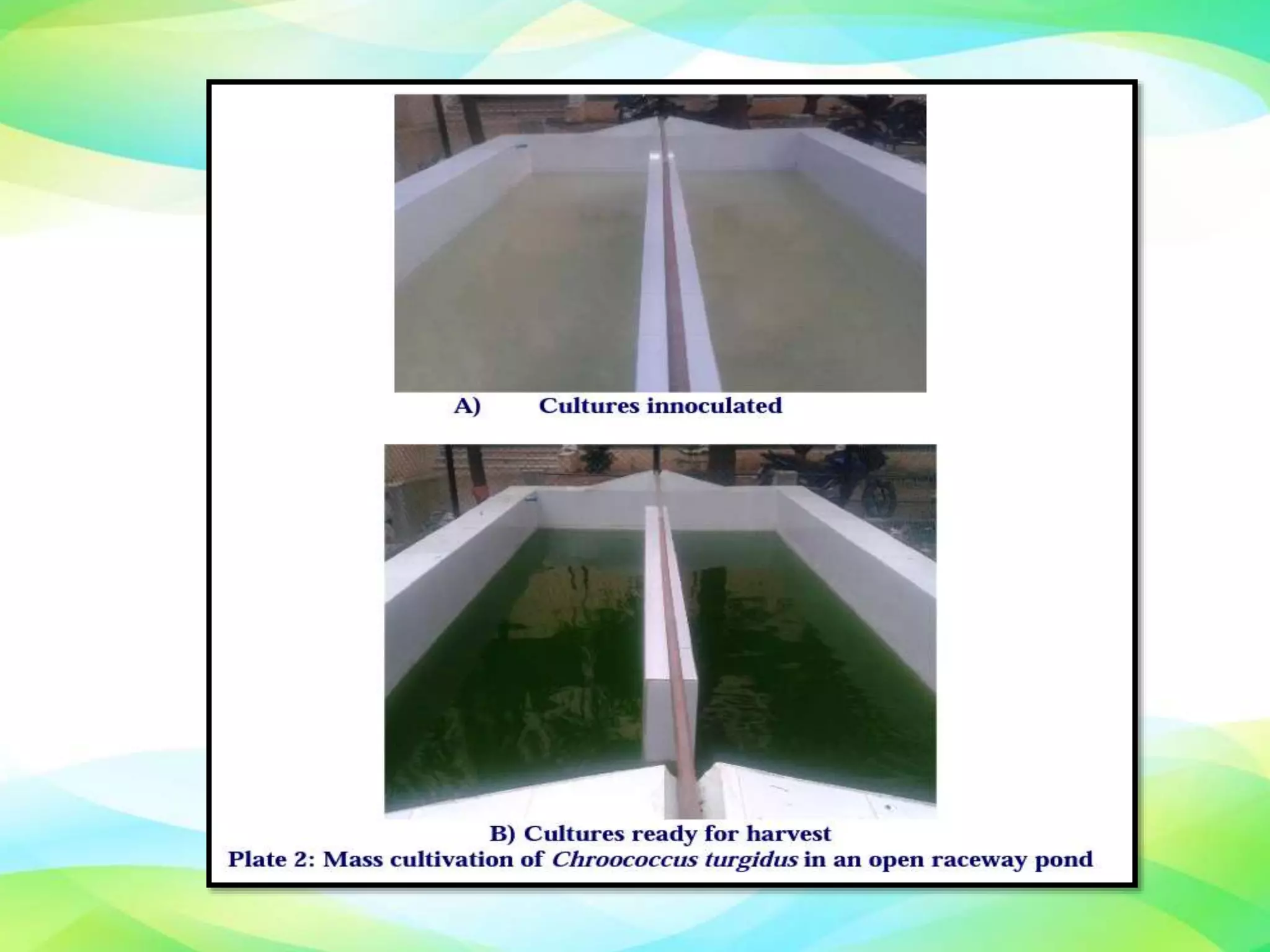 algal cultivation | PPTX