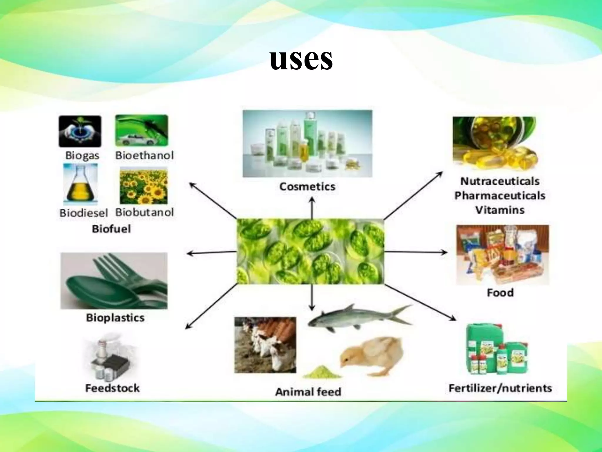 algal cultivation | PPTX