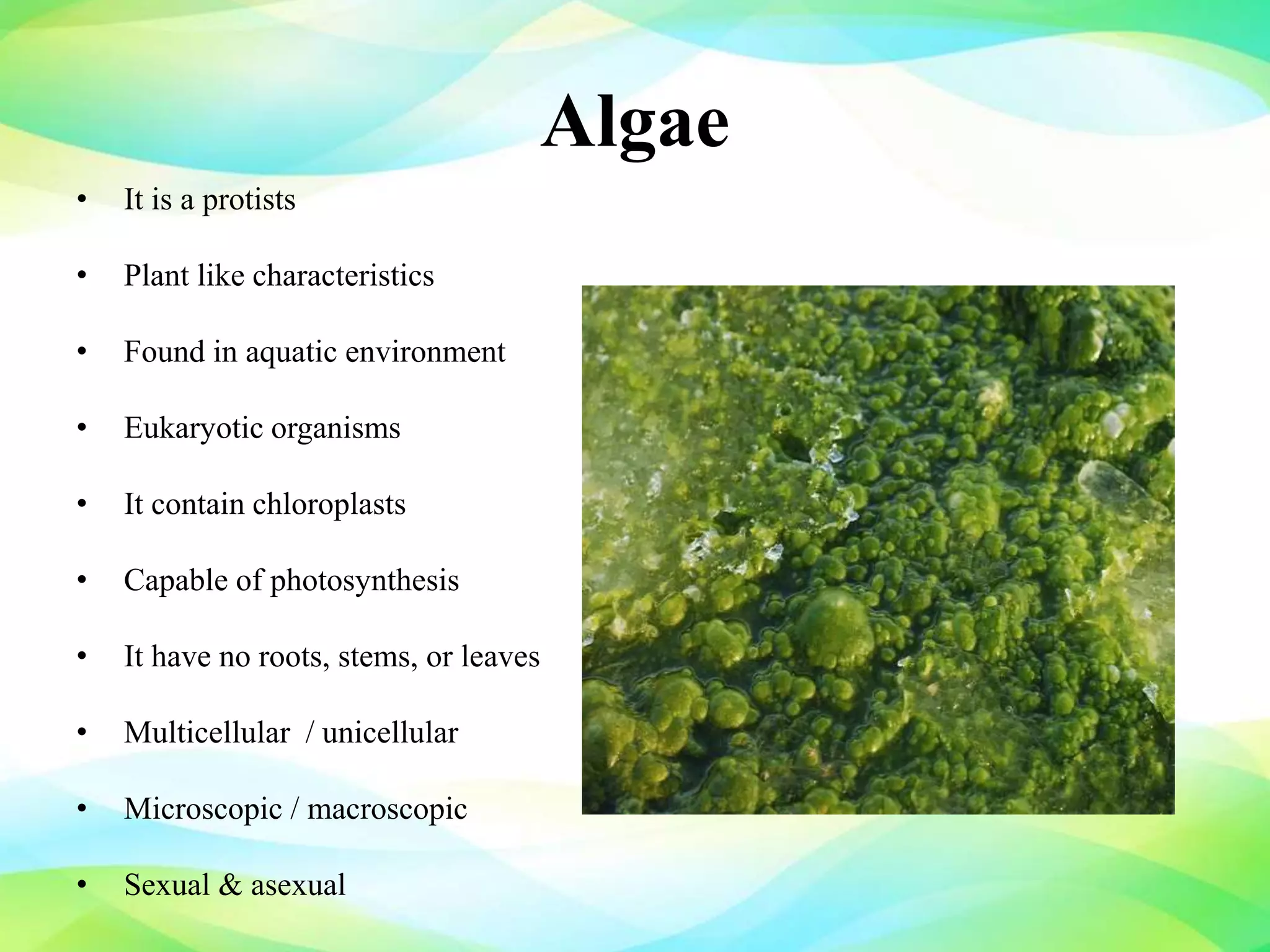 algal cultivation | PPTX