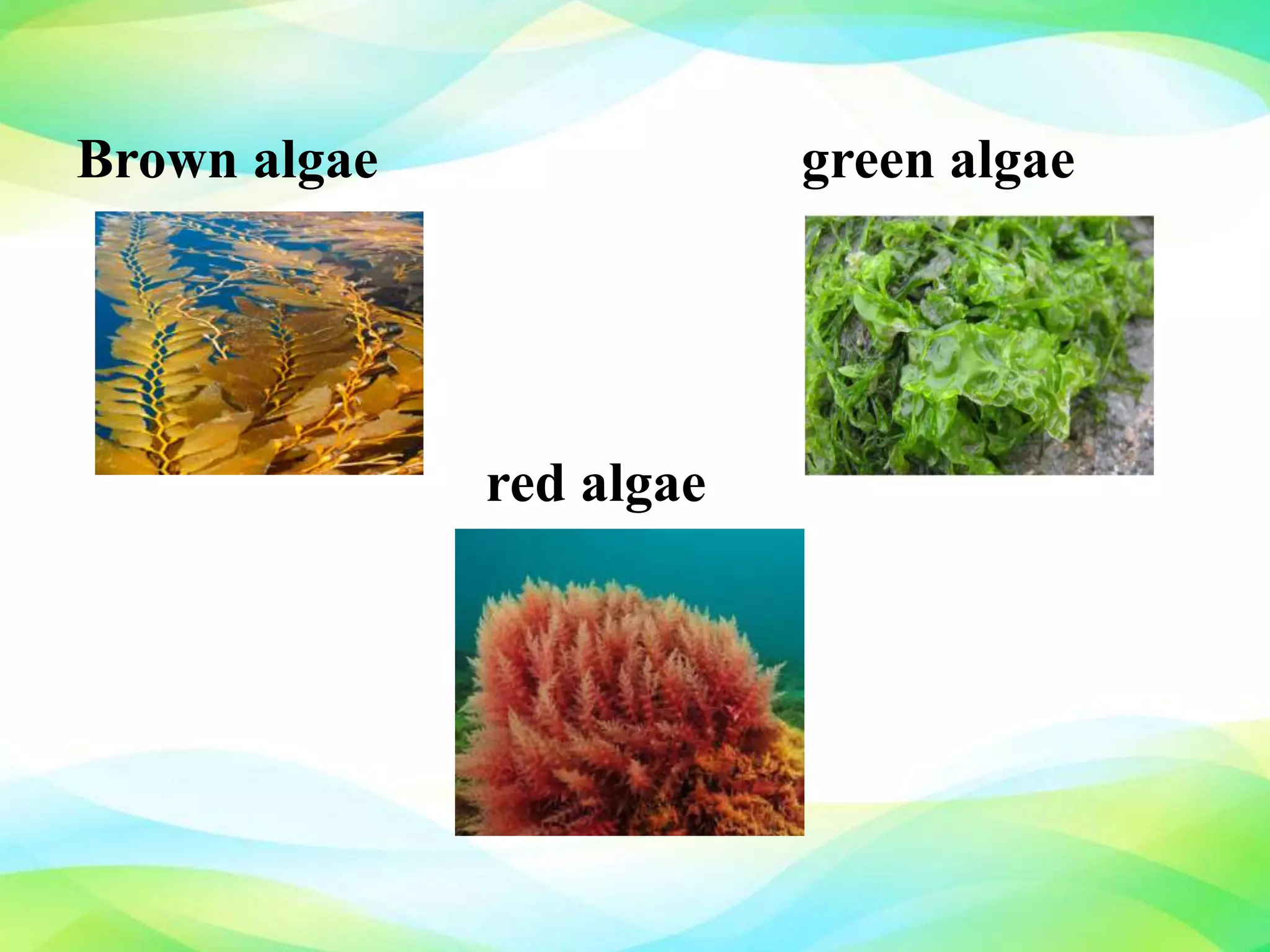 algal cultivation | PPTX