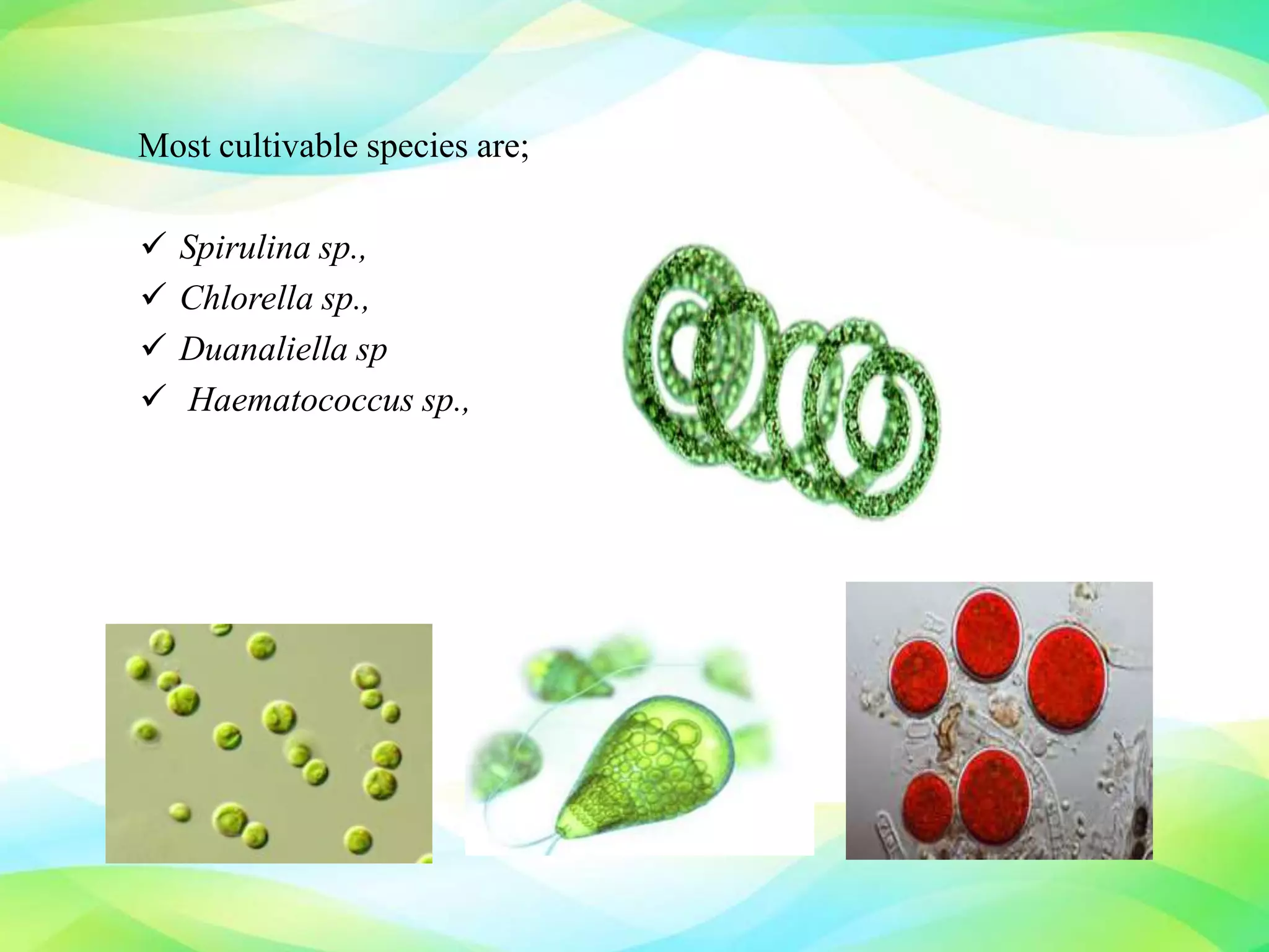 algal cultivation | PPTX