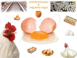 Atco E-Catalogue | PPS