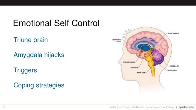 33 Triune brain Amygdala hijacks
