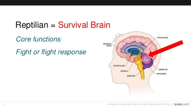 33 Triune brain Amygdala hijacks