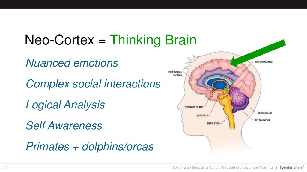 37 Nuanced emotions Complex social