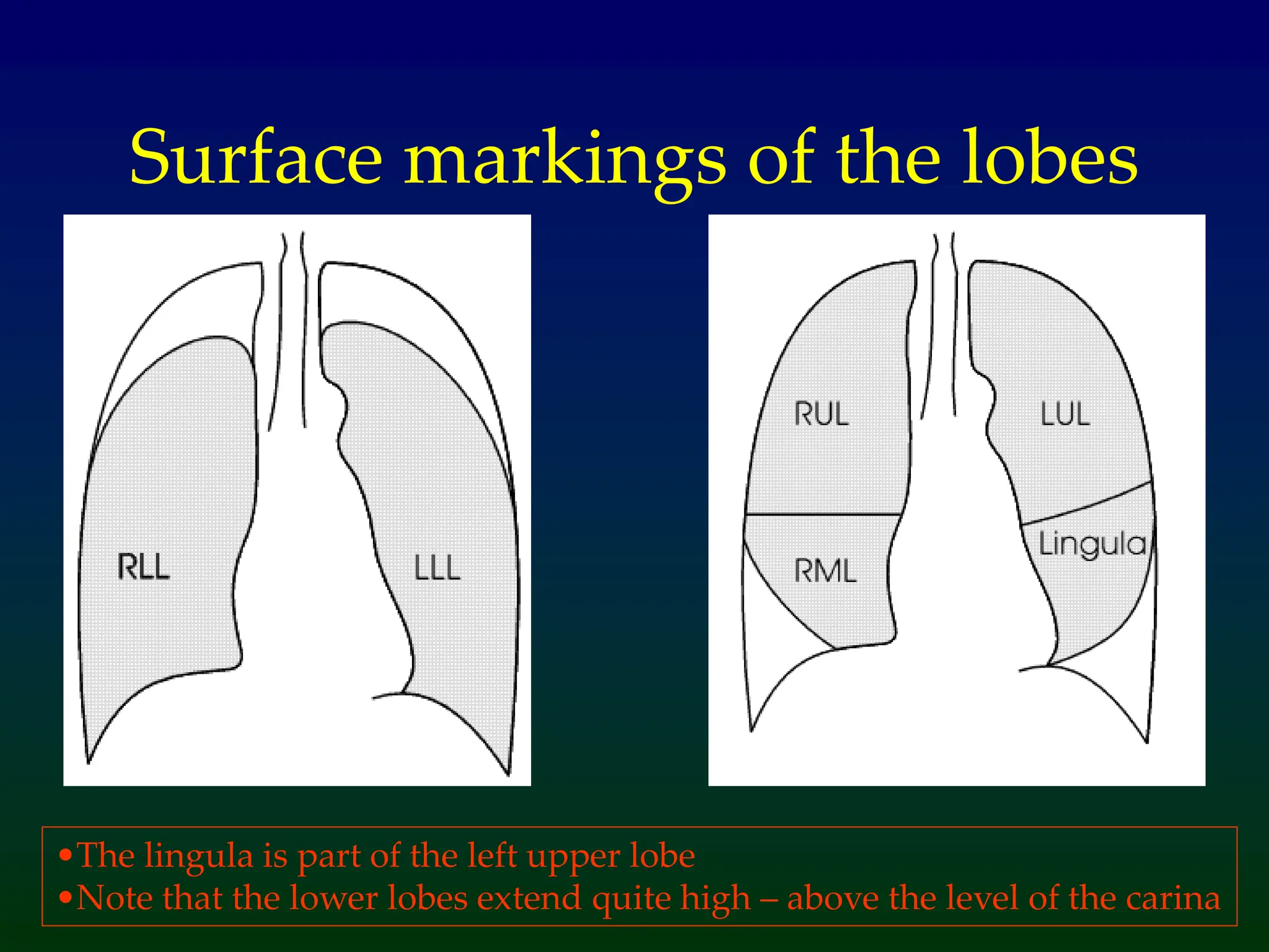 atelectasis The Lung Condition and Management | PPT