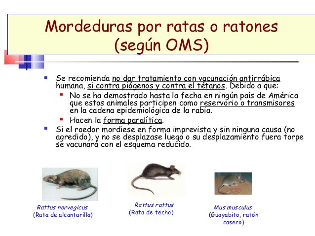 Atencion integral rabia trujillo 2012