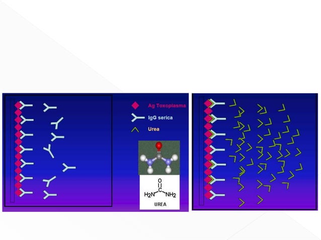Ateneo Test de avidez.ppt