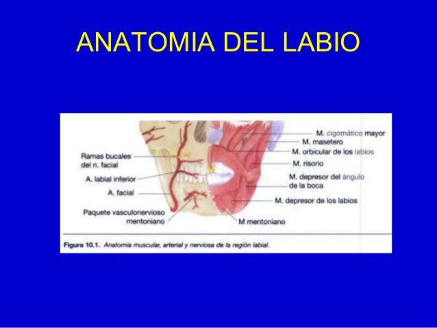 Anatomia Dos Labios Humanos