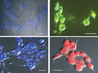 Athar presentation.pptx