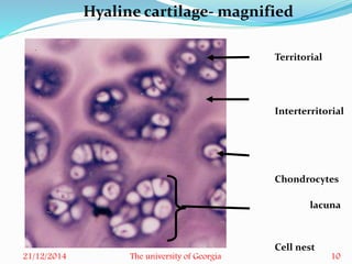 cartilage | PPTX