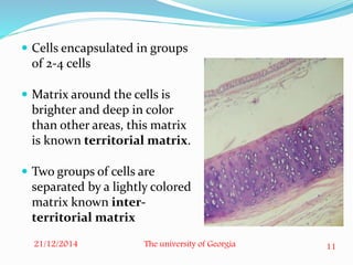 cartilage | PPTX