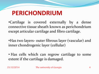 cartilage | PPT