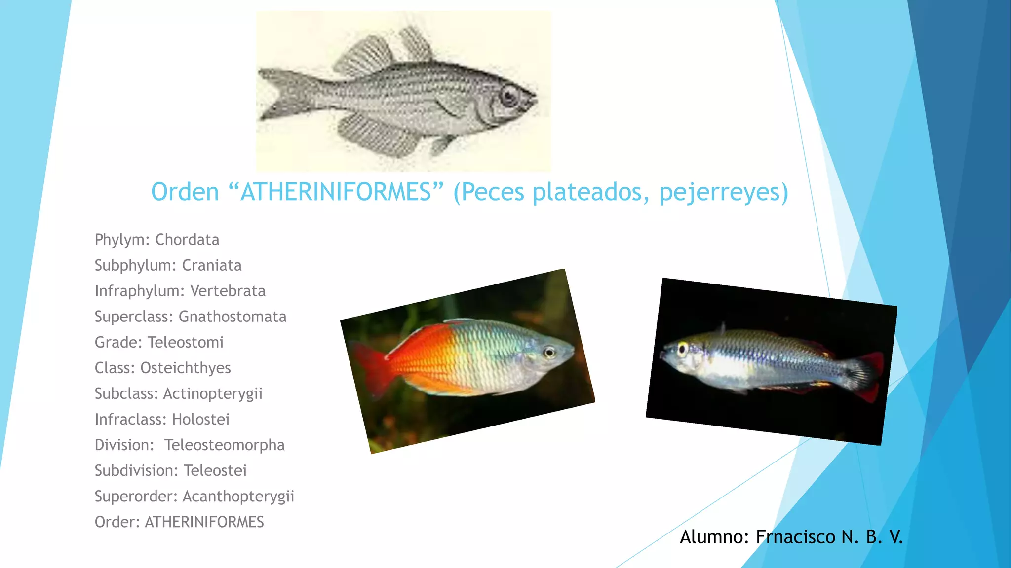 Peces: Orden Atheriniformes (Peces Plateados) | PPTX