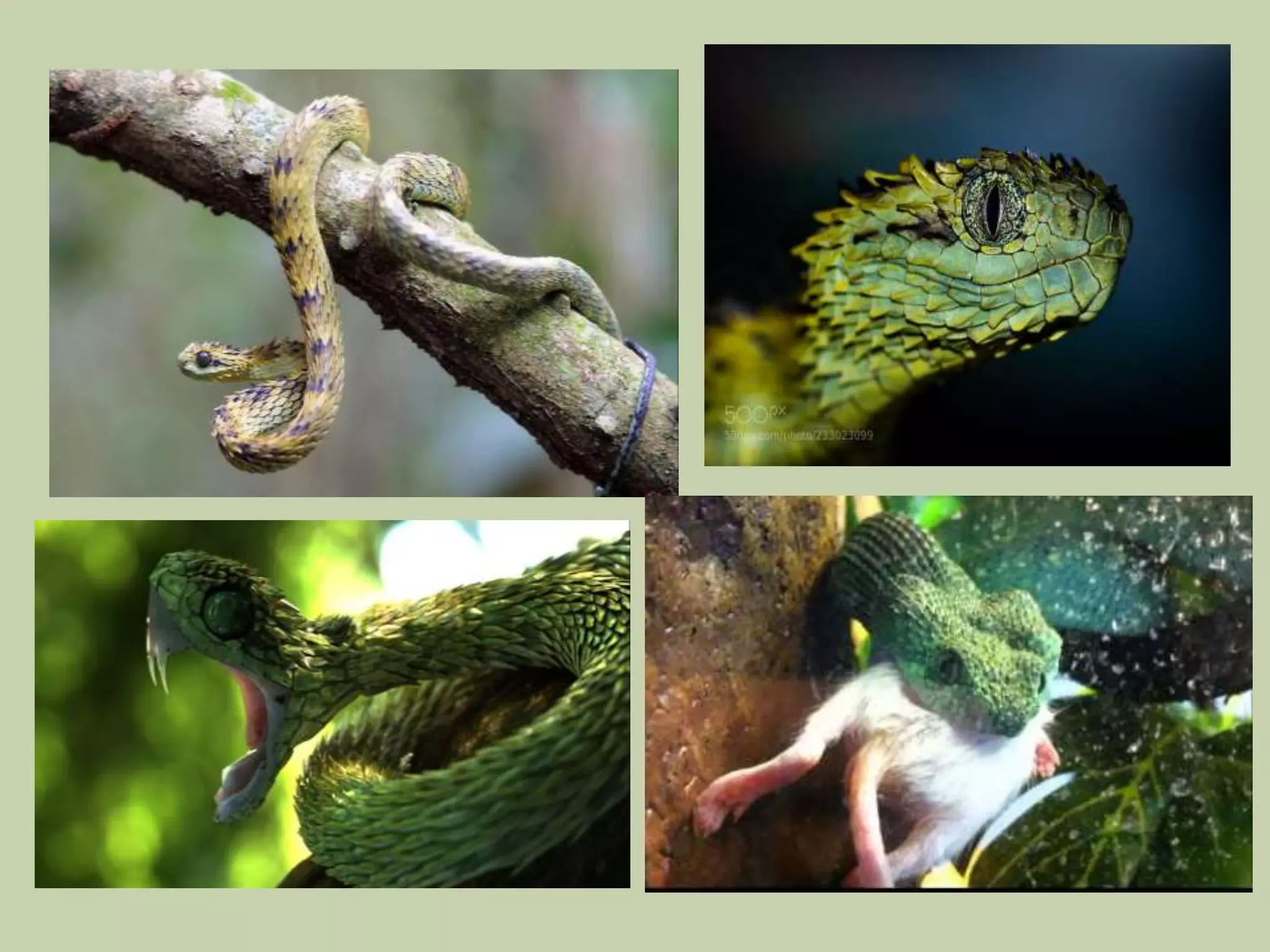 Atheris hispida | PPTX