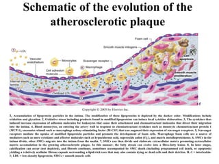 Atherosclerosis.ppt | Heart and Cardiovascular Diseases | Diseases and Conditions