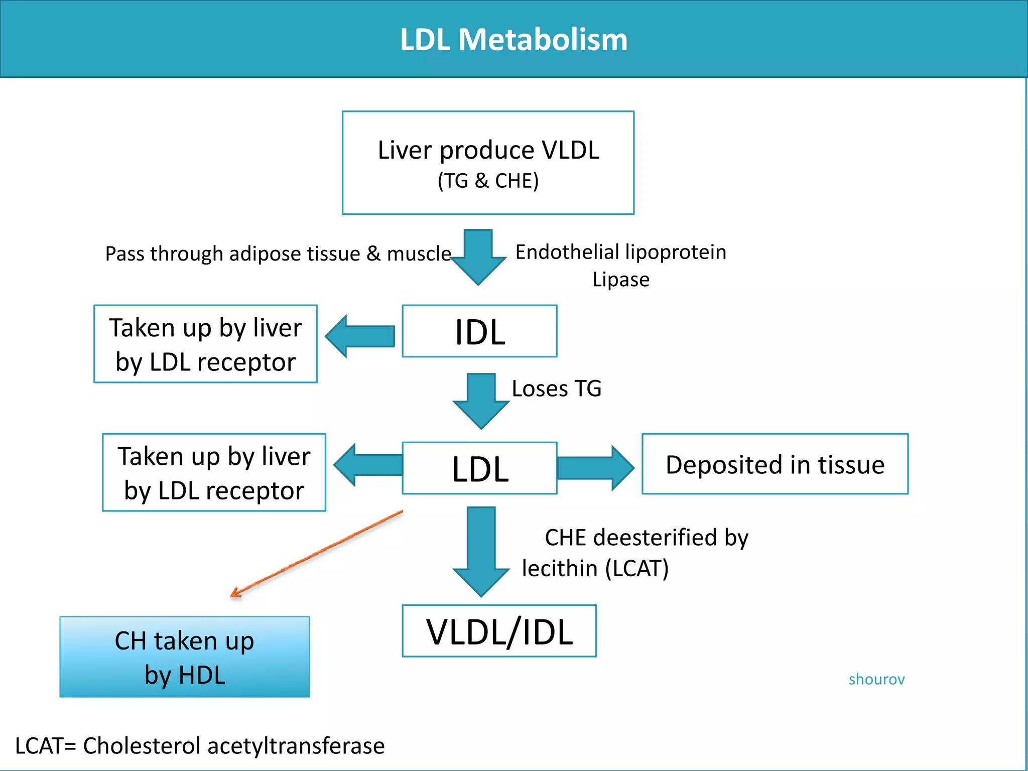 Lipid metabolism & Atherosclerosis -A Brief Review | PPTX