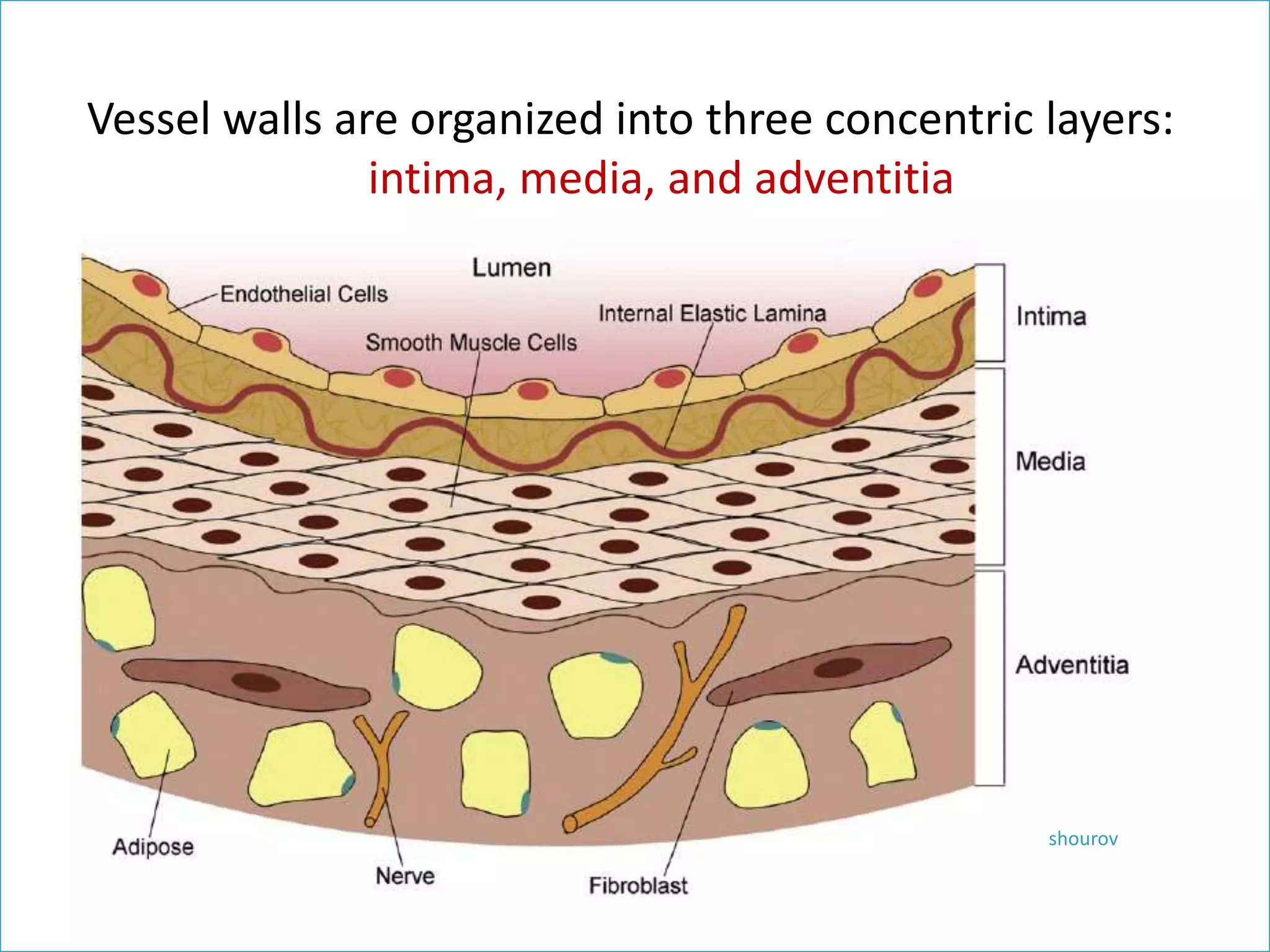 Lipid metabolism & Atherosclerosis -A Brief Review | PPTX