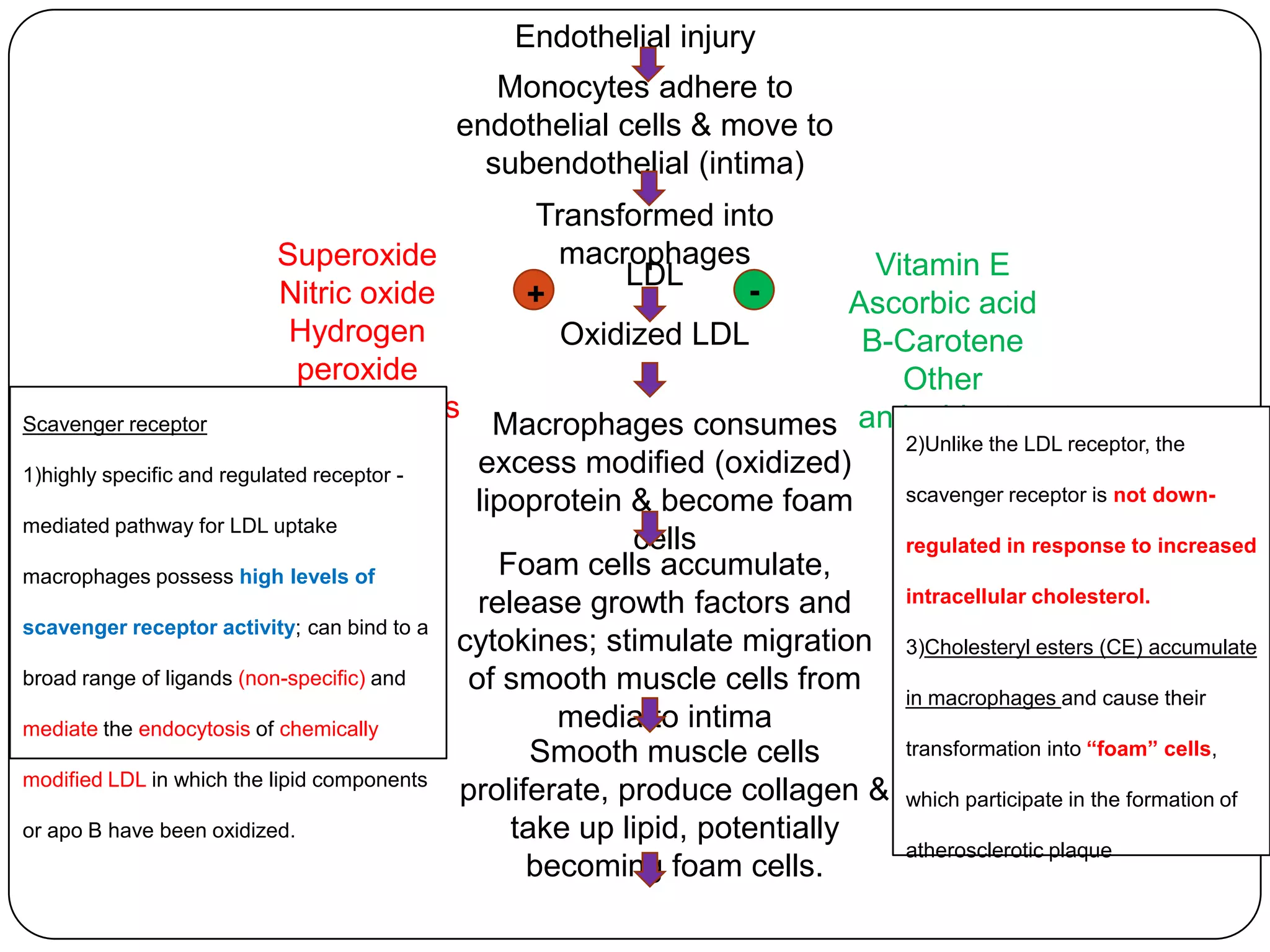 Atherosclerosis and myocardial infarction | PPTX