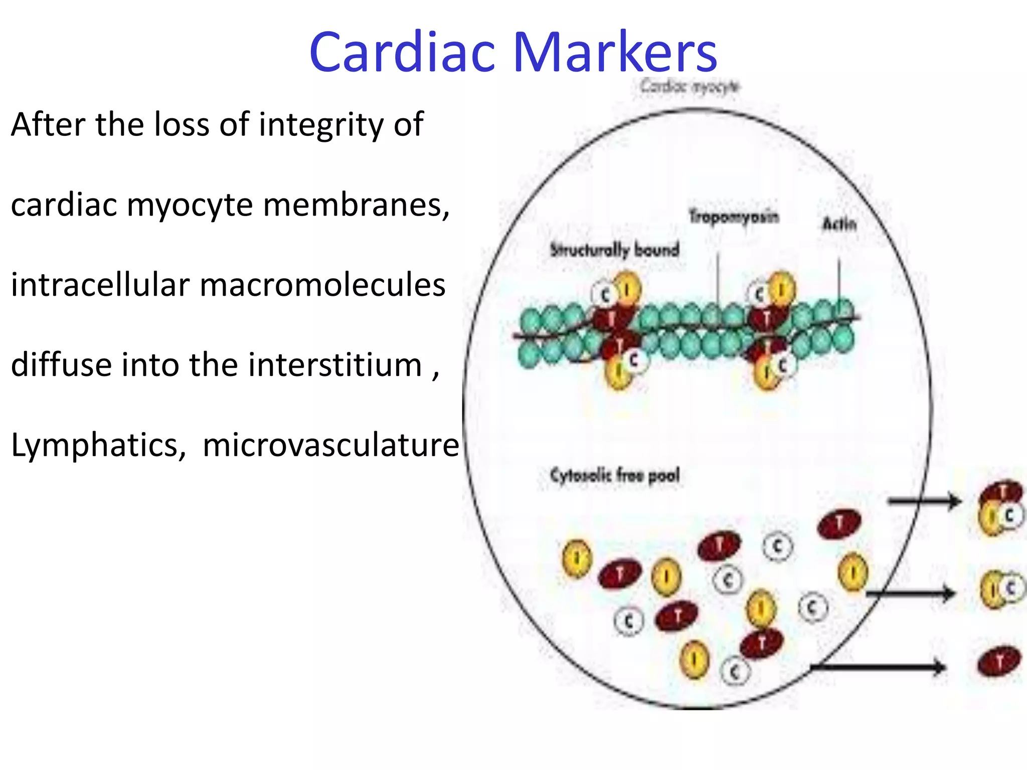 Atherosclerosis cardiac markers.pdf