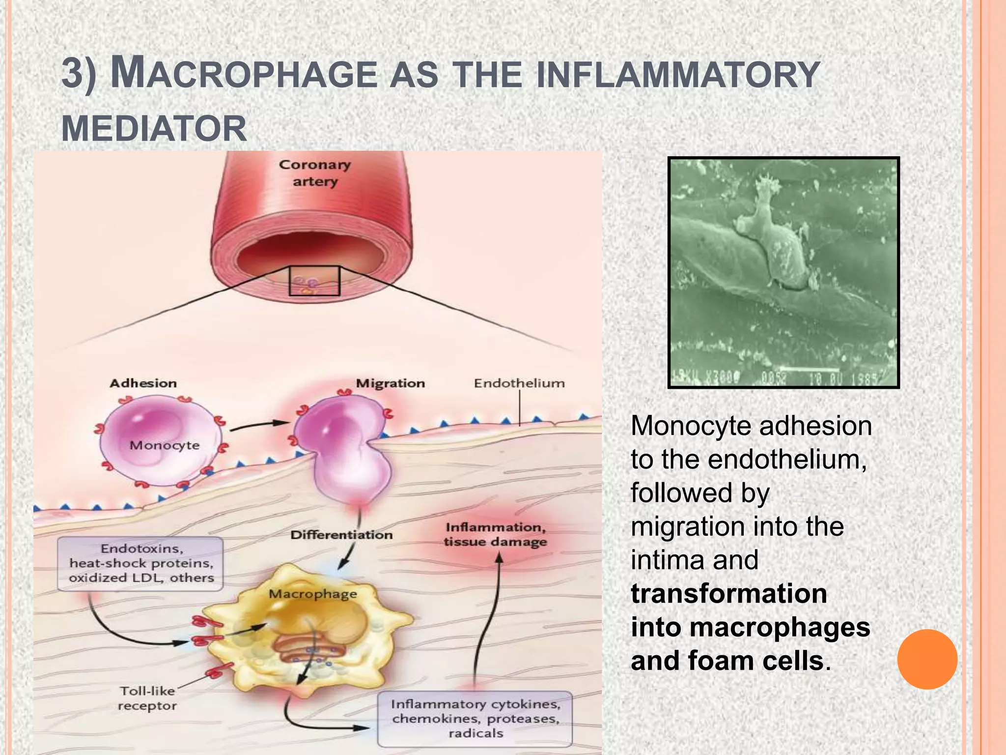 Atherosclerosis - Pathogenesis | PPTX