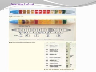 intra species classification of bacteria | PPTX